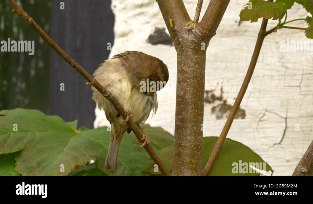 Sycamore tree house Stock Videos & Footage - HD and 4K Video Clips - Alamy