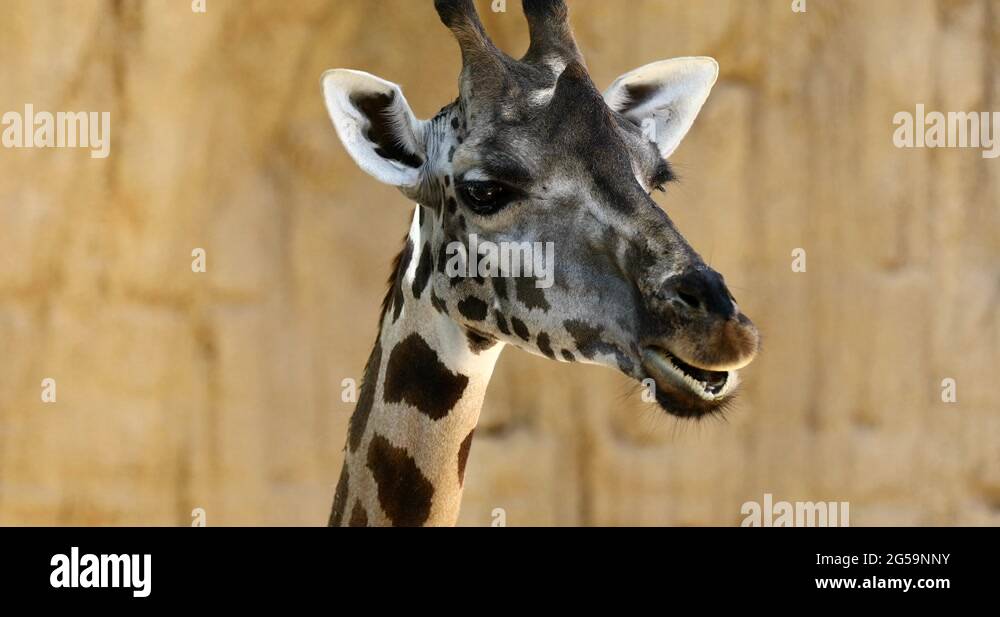 Girafe head Stock Videos & Footage - HD and 4K Video Clips - Alamy