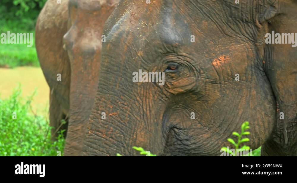 Wild animal trunk profile Stock Videos & Footage - HD and 4K Video ...