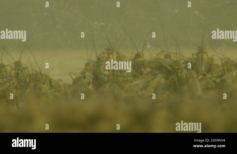 4 insects Stock Videos & Footage - HD and 4K Video Clips - Alamy