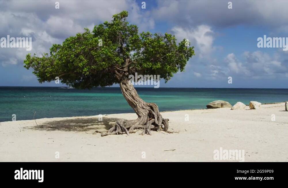 Aruba divi divi tree Stock Videos & Footage - HD and 4K Video Clips - Alamy