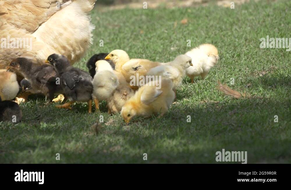 Hen pecking hen Stock Videos & Footage - HD and 4K Video Clips - Alamy