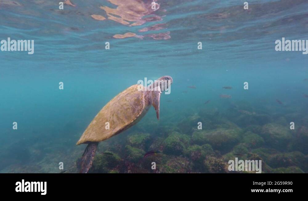 Galapagos island and tourist and turtle Stock Videos & Footage - HD and ...