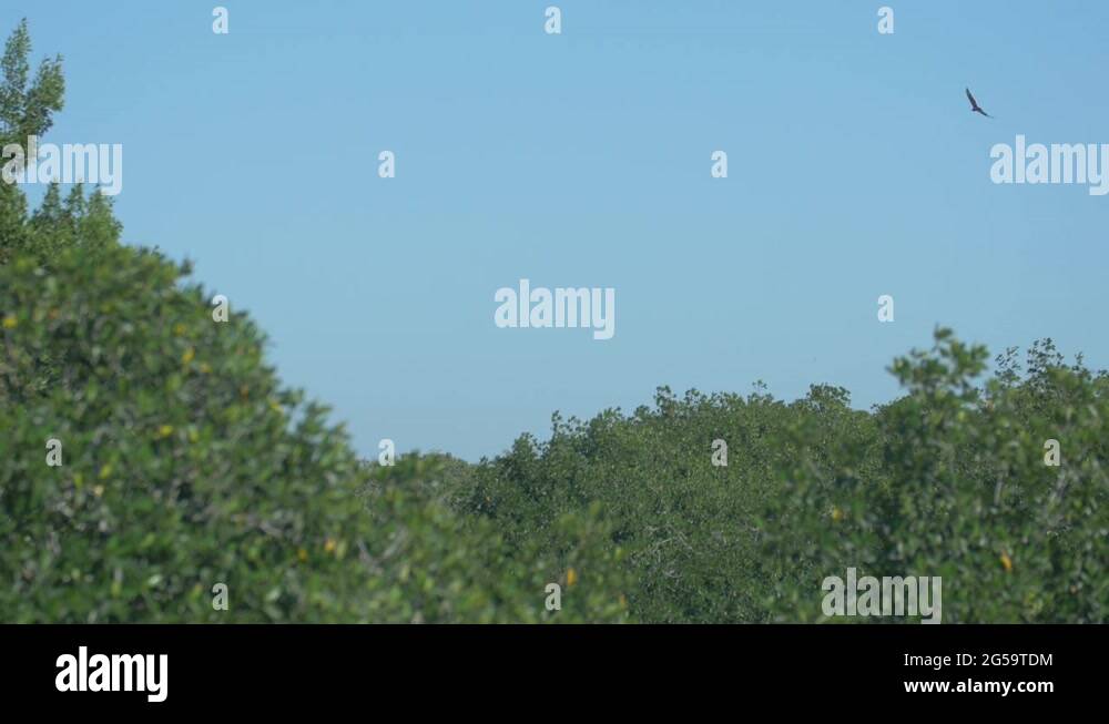 Birds flying to the trees Stock Videos & Footage - HD and 4K Video ...