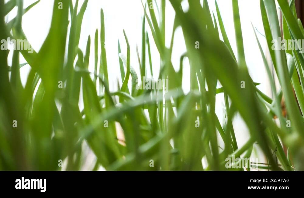 Window grass Stock Videos & Footage - HD and 4K Video Clips - Alamy