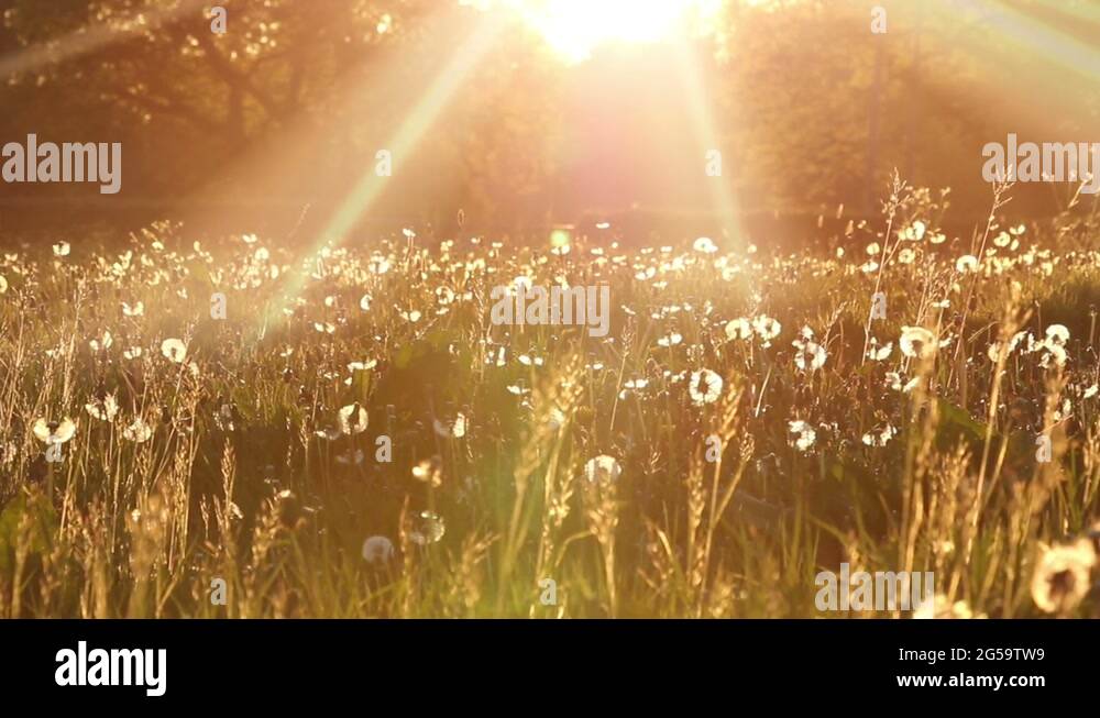 Dandelion seed germination Stock Videos & Footage - HD and 4K Video ...