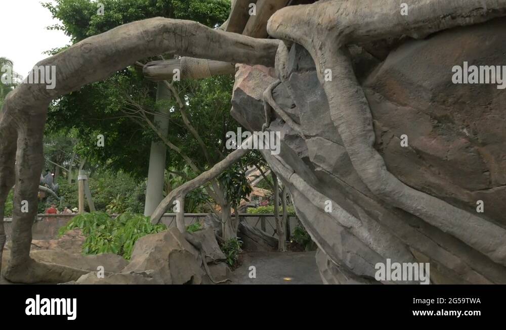 Covered by tree roots Stock Videos & Footage - HD and 4K Video Clips ...