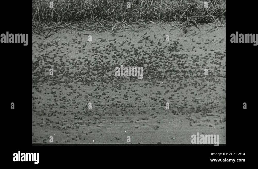 White grass hopper Stock Videos & Footage - HD and 4K Video Clips - Alamy