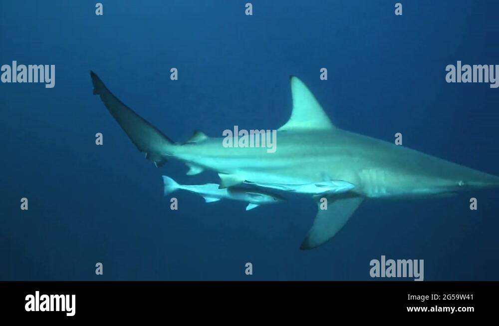 Remora fish and sharks Stock Videos & Footage - HD and 4K Video Clips ...