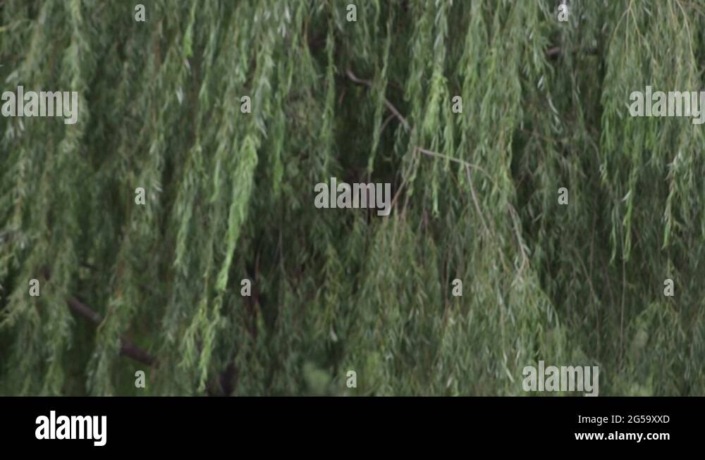 The willow tree fountain Stock Videos & Footage - HD and 4K Video Clips ...