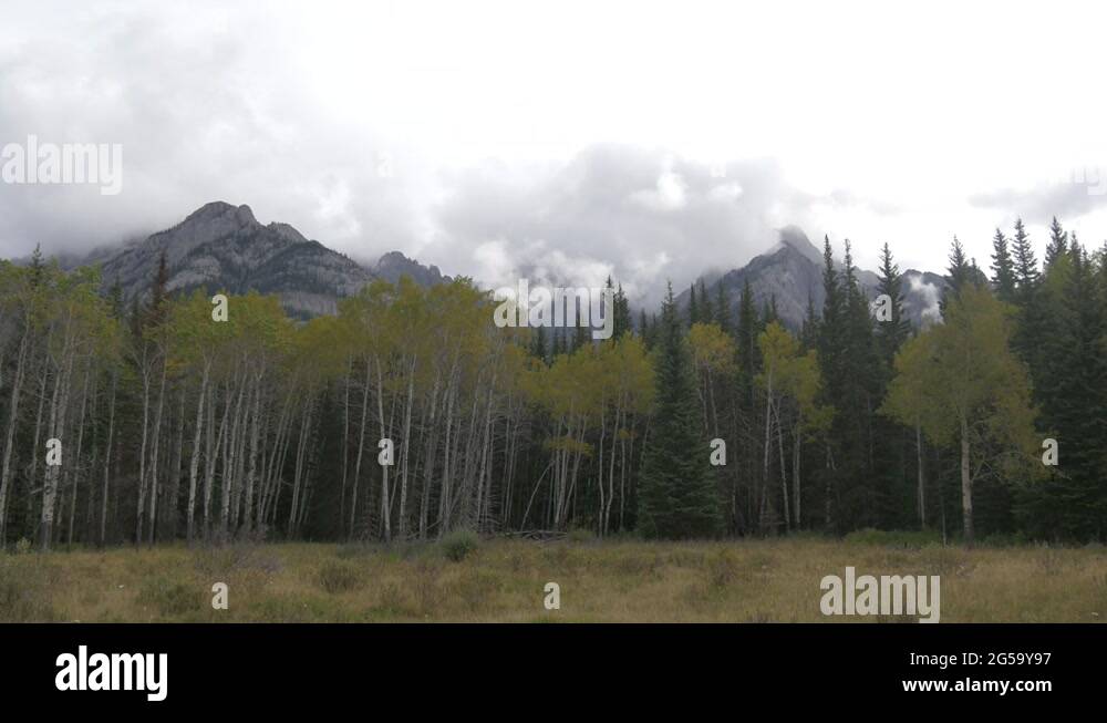 Trees foothills banff national park Stock Videos & Footage - HD and 4K ...