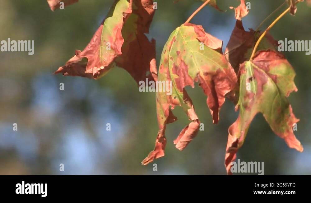 Dry tree leaves Stock Videos & Footage - HD and 4K Video Clips - Alamy