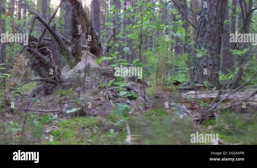 Fallen pine tree roots Stock Videos & Footage - HD and 4K Video Clips ...