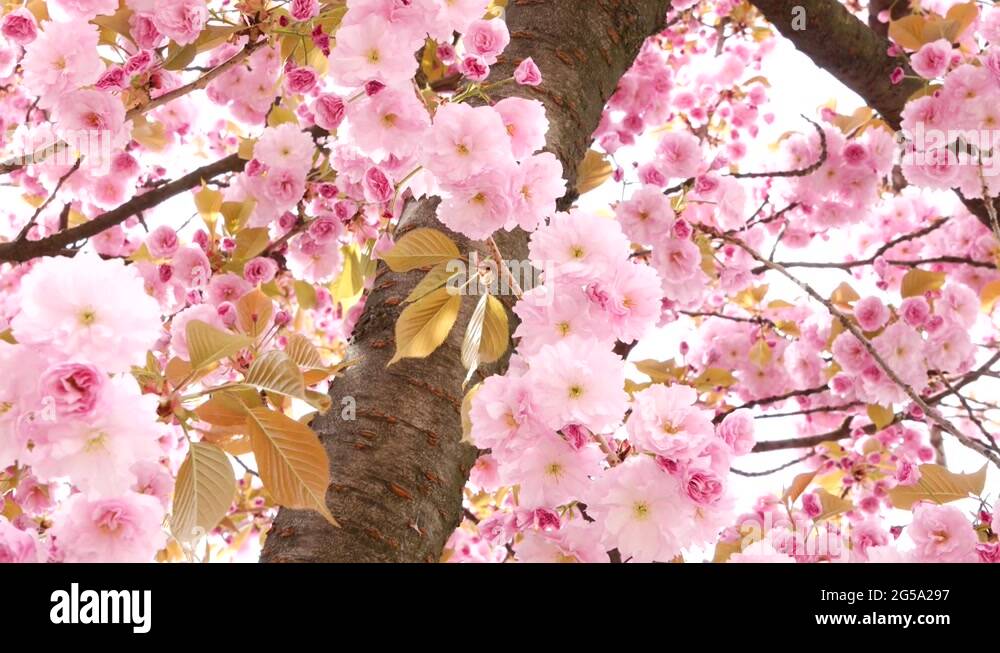 Japanese almond tree Stock Videos & Footage - HD and 4K Video Clips - Alamy