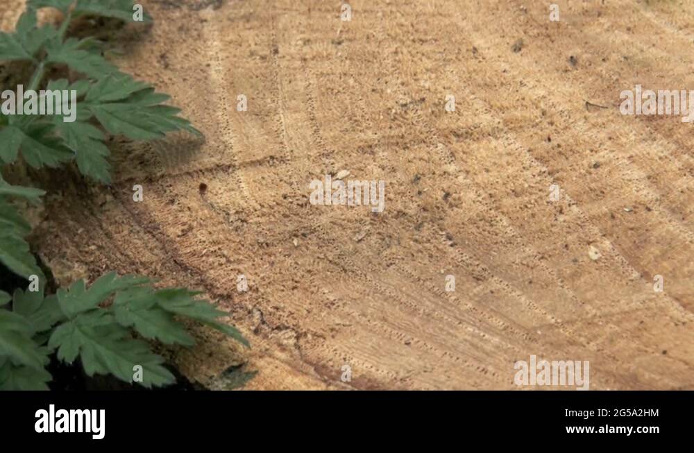 Rings texture Stock Videos & Footage - HD and 4K Video Clips - Alamy