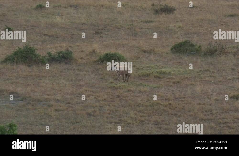 Running hyena Stock Videos & Footage - HD and 4K Video Clips - Alamy