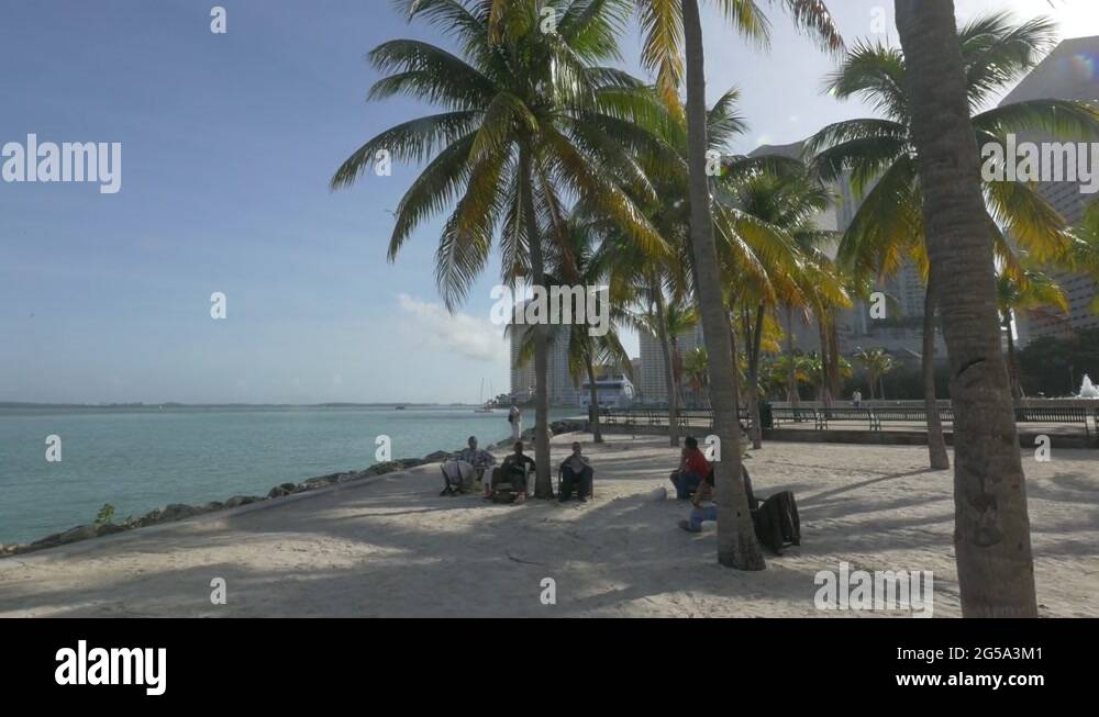 Relaxing under palm trees Stock Videos & Footage - HD and 4K Video ...