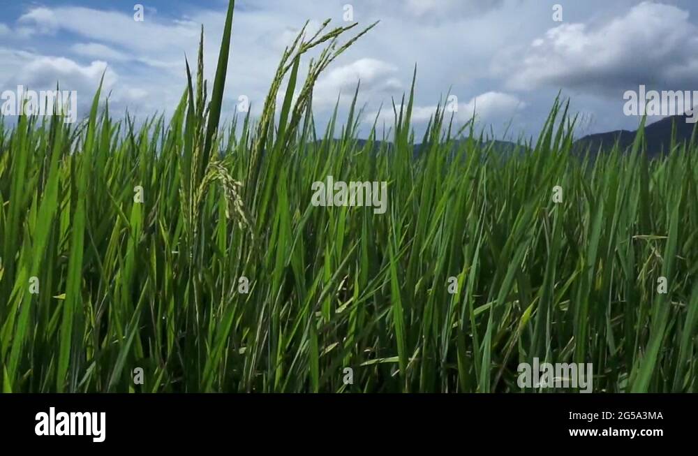 Plant with wind blown seed Stock Videos & Footage - HD and 4K Video ...