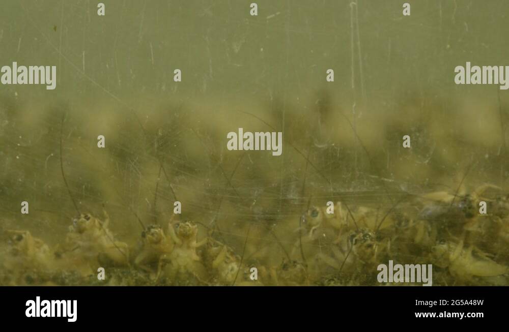 Plastic insects Stock Videos & Footage - HD and 4K Video Clips - Alamy