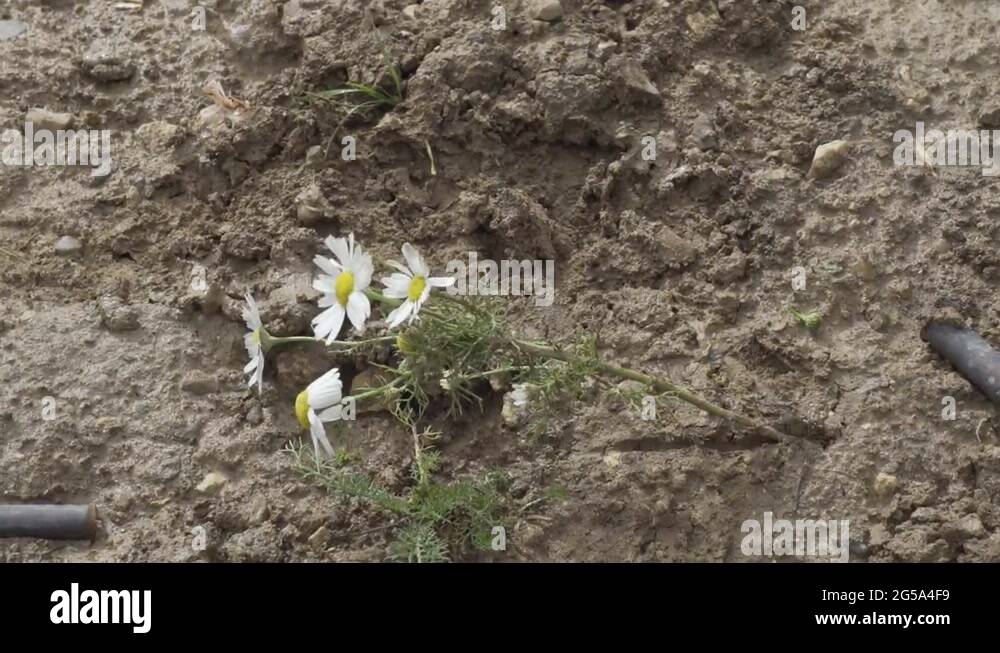 Crushed by a foot Stock Videos & Footage - HD and 4K Video Clips - Alamy