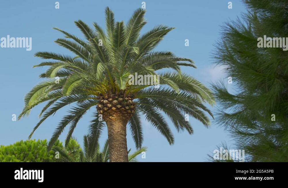 Palm tree coronation Stock Videos & Footage - HD and 4K Video Clips - Alamy