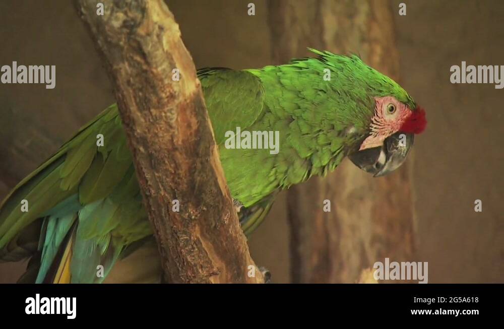 Parrot on a tree branch Stock Videos & Footage - HD and 4K Video Clips ...