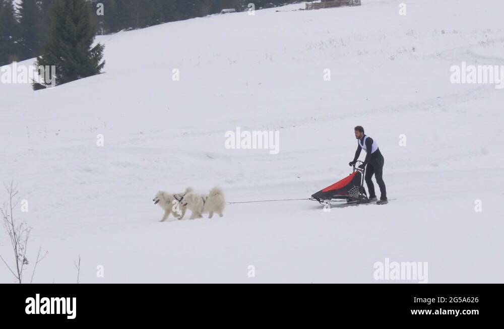 Ride on dog Stock Videos & Footage - HD and 4K Video Clips - Alamy