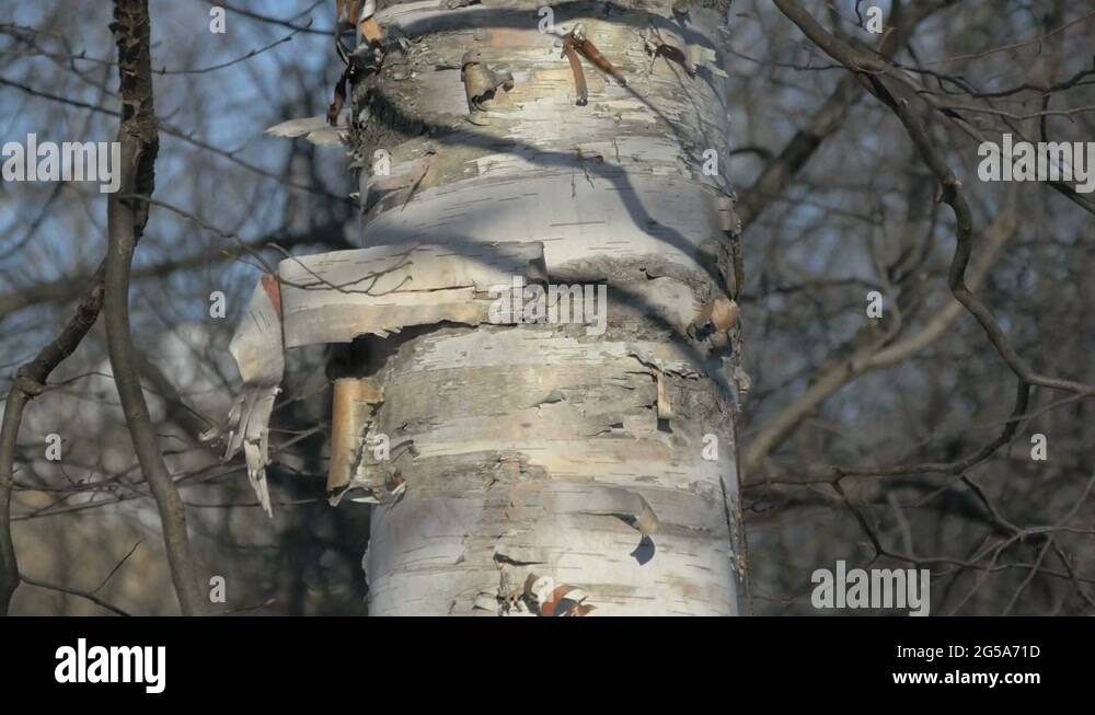 Torn tree Stock Videos & Footage - HD and 4K Video Clips - Alamy