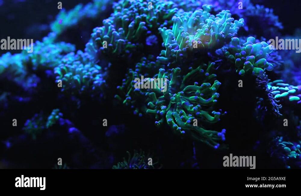 Blue anemones Stock Videos & Footage - HD and 4K Video Clips - Alamy