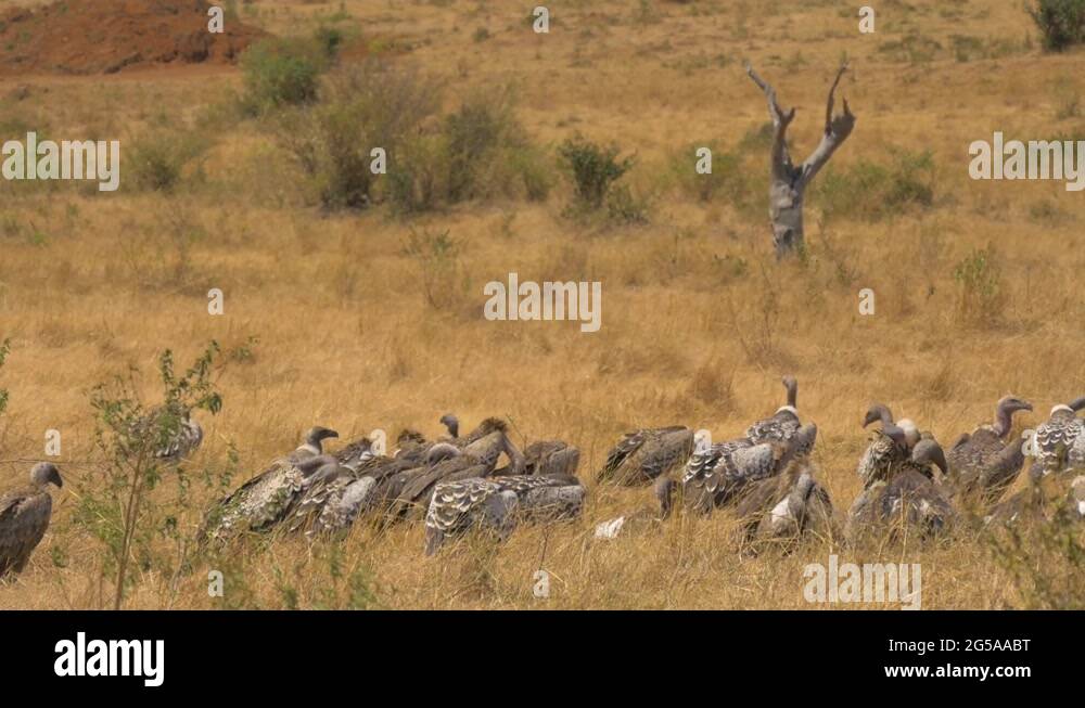 Predatory birds Stock Videos & Footage - HD and 4K Video Clips - Alamy