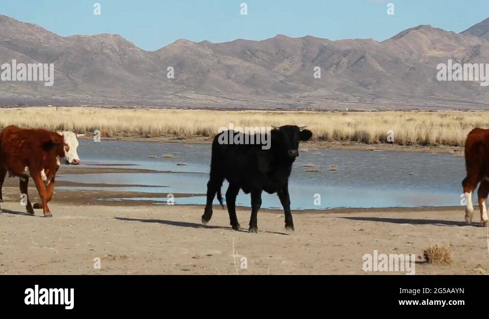 Arizona desert cows Stock Videos & Footage - HD and 4K Video Clips - Alamy