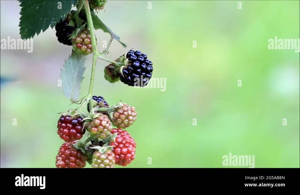 Bush texture Stock Videos & Footage - HD and 4K Video Clips - Alamy