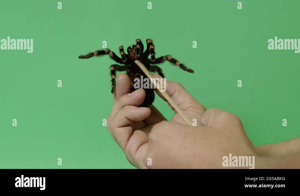 Tickling Tarantula Spider Legs Twitch On Green Screen 2 Stock Video ...