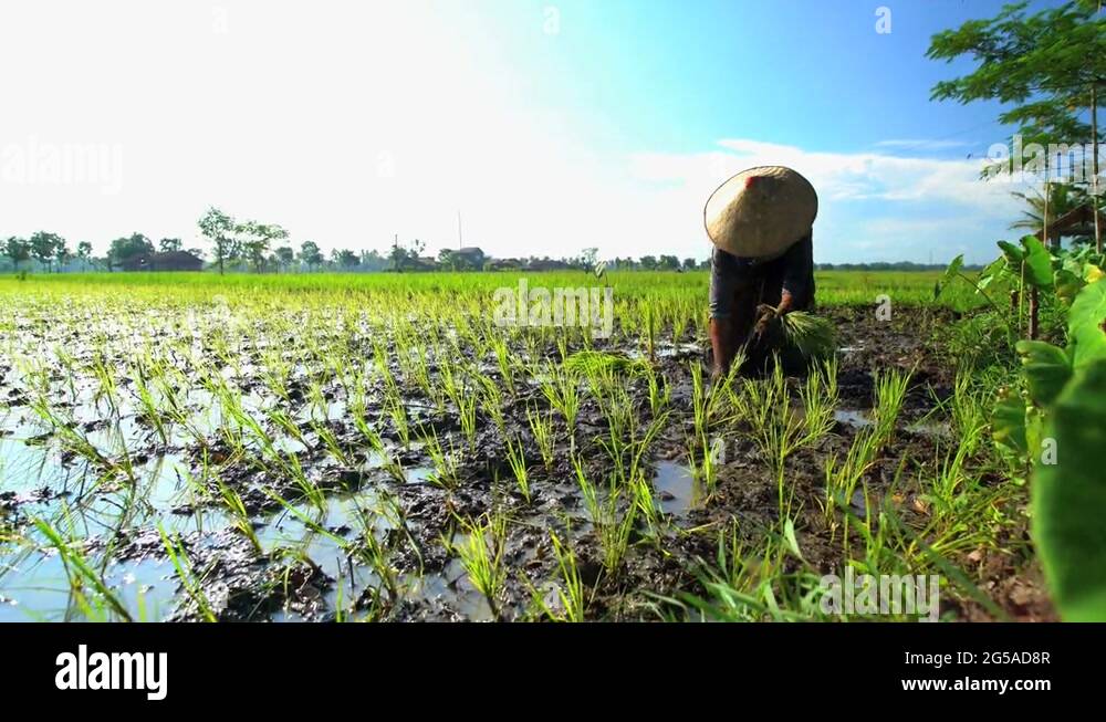 Traditional female field worker planting rice seedlings in Java ...