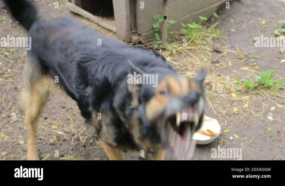 Evil dog Stock Videos & Footage - HD and 4K Video Clips - Alamy