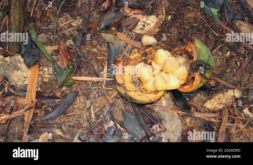 Fallen fruit Stock Videos & Footage - HD and 4K Video Clips - Alamy