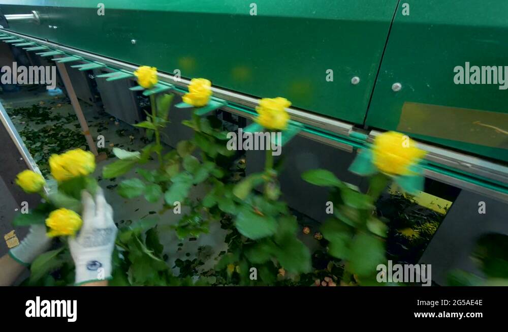 Factory workers hands install yellow roses into a grader machine Stock ...
