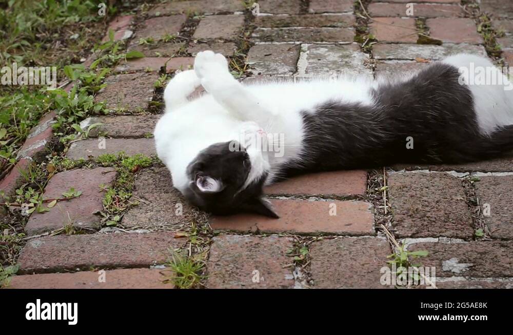 White brick path Stock Videos & Footage - HD and 4K Video Clips - Alamy