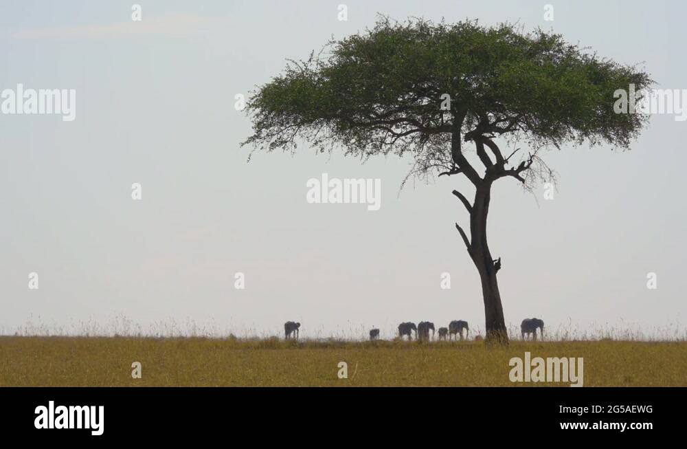 Elephants acacia tree Stock Videos & Footage - HD and 4K Video Clips ...