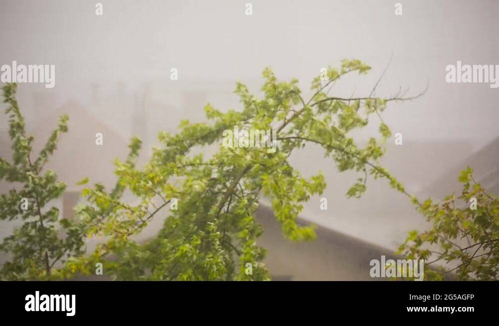 Breaking trees Stock Videos & Footage - HD and 4K Video Clips - Alamy