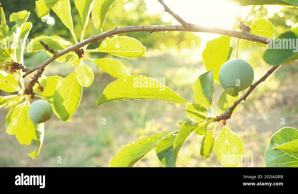 Plum tree garden Stock Videos & Footage - HD and 4K Video Clips - Alamy