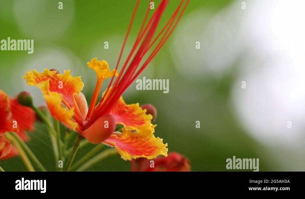 Tropical pea family Stock Videos & Footage - HD and 4K Video Clips - Alamy