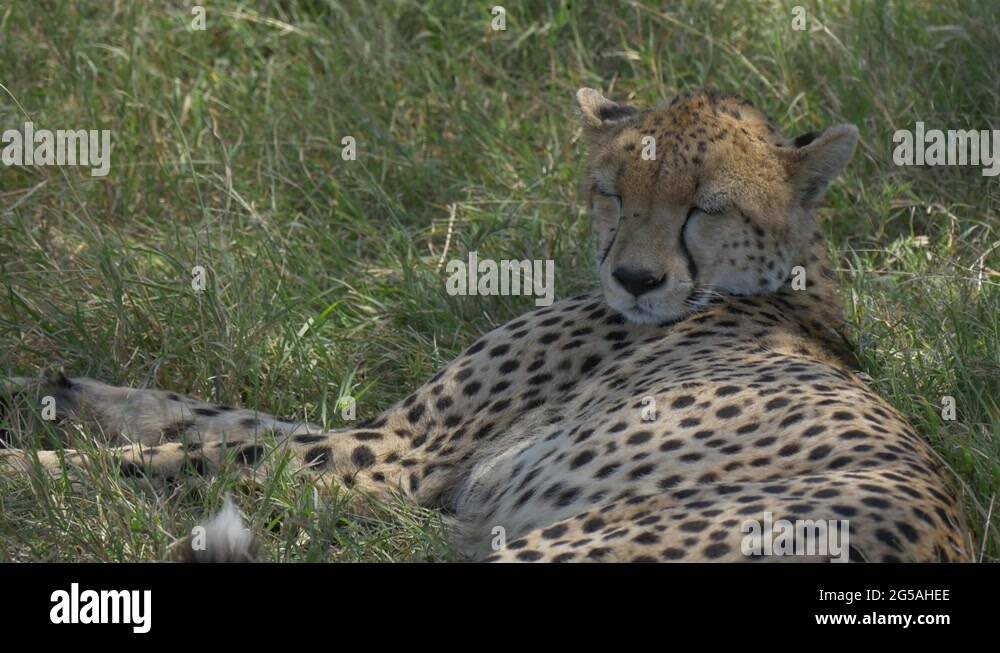 Black tear streaks Stock Videos & Footage - HD and 4K Video Clips - Alamy