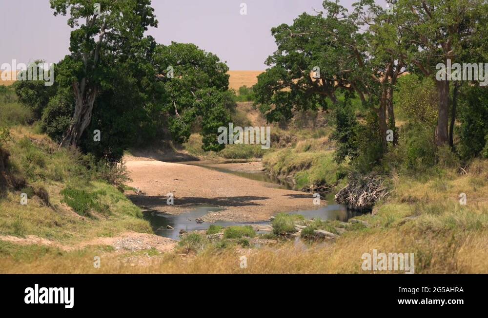Green trees by a river Stock Videos & Footage - HD and 4K Video Clips ...