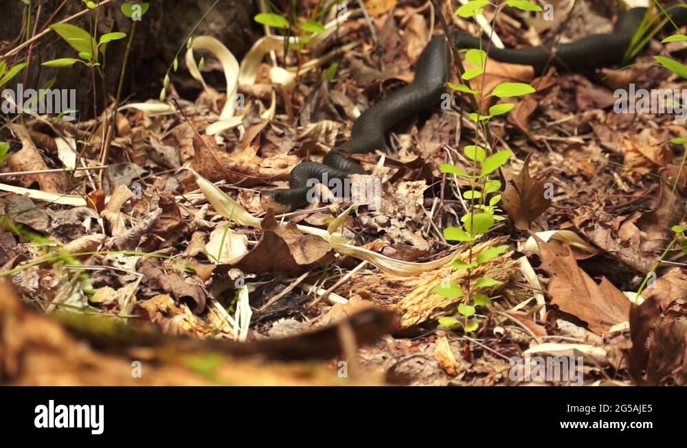 Snake in the forest Stock Videos & Footage - HD and 4K Video Clips - Alamy