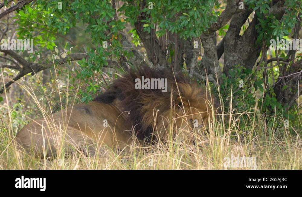 Sleeping lion under Stock Videos & Footage - HD and 4K Video Clips - Alamy