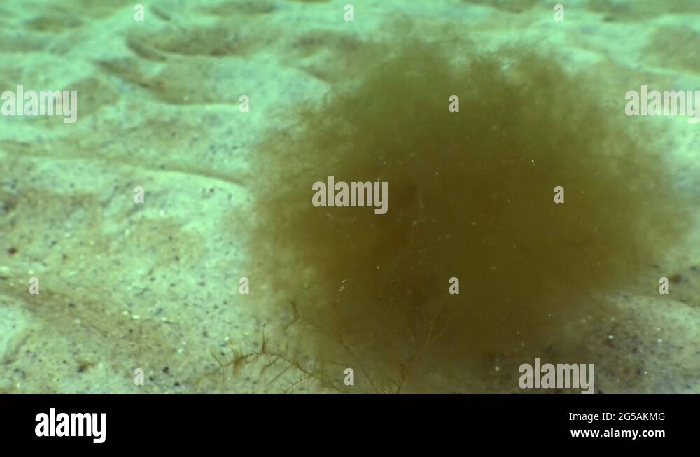 Algae enteromorpha Stock Videos & Footage - HD and 4K Video Clips - Alamy
