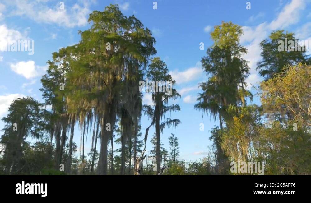 Okefenokee swamp moss Stock Videos & Footage - HD and 4K Video Clips ...