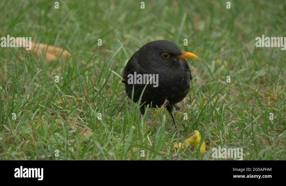 Bird eating an apple Stock Videos & Footage - HD and 4K Video Clips - Alamy