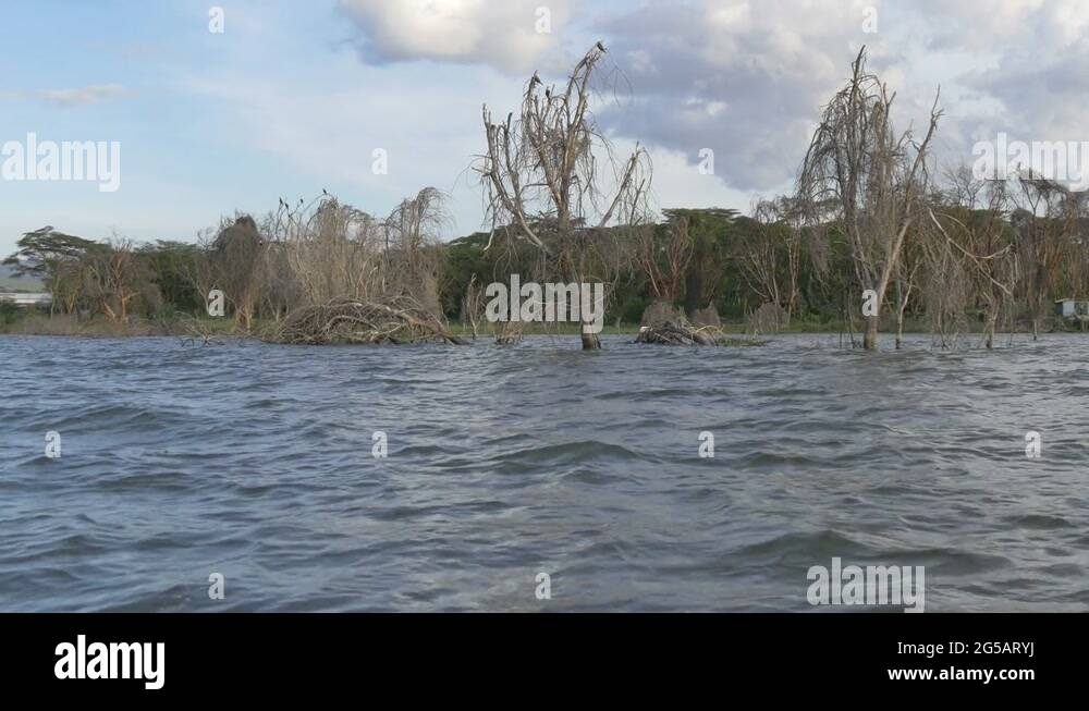 Flooded trees Stock Videos & Footage - HD and 4K Video Clips - Alamy